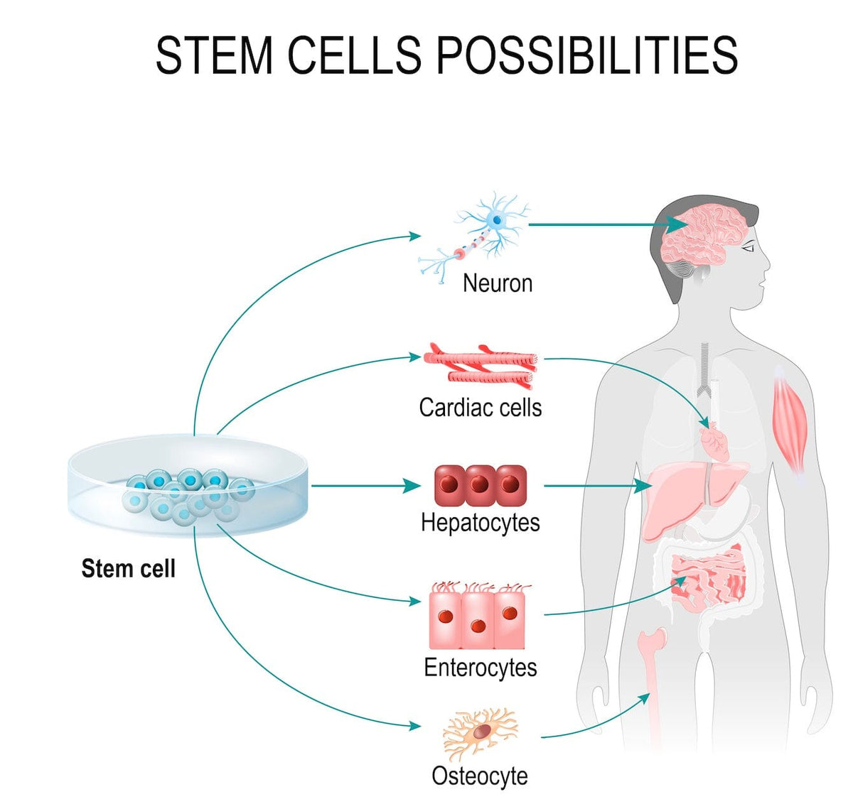 Understanding Stem Cell Supplementation – Qi Supplements
